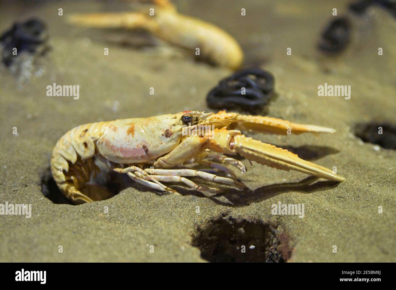 Crawfish hole hi-res stock photography and images - Alamy