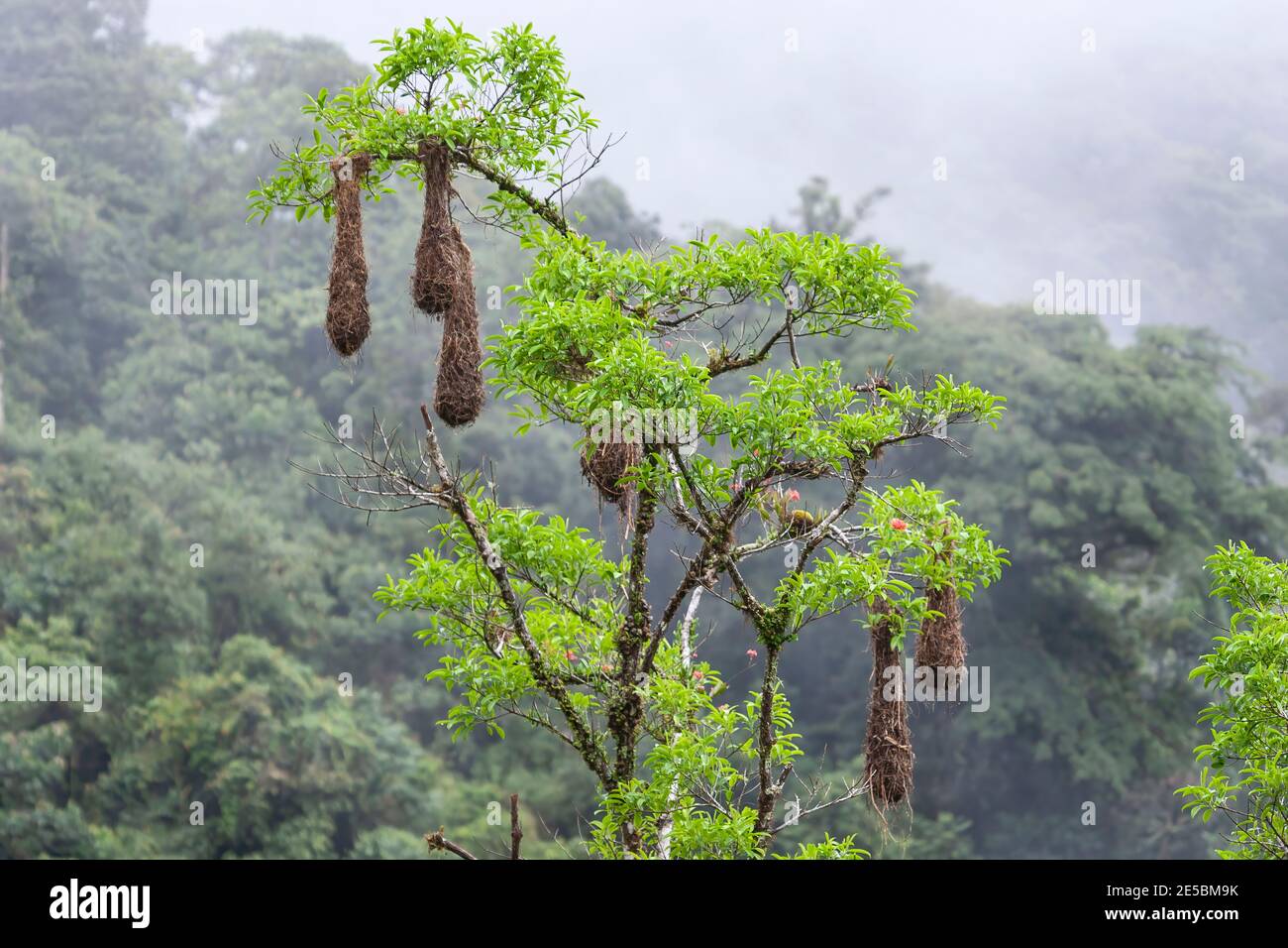 Oropendola nests hi-res stock photography and images - Alamy