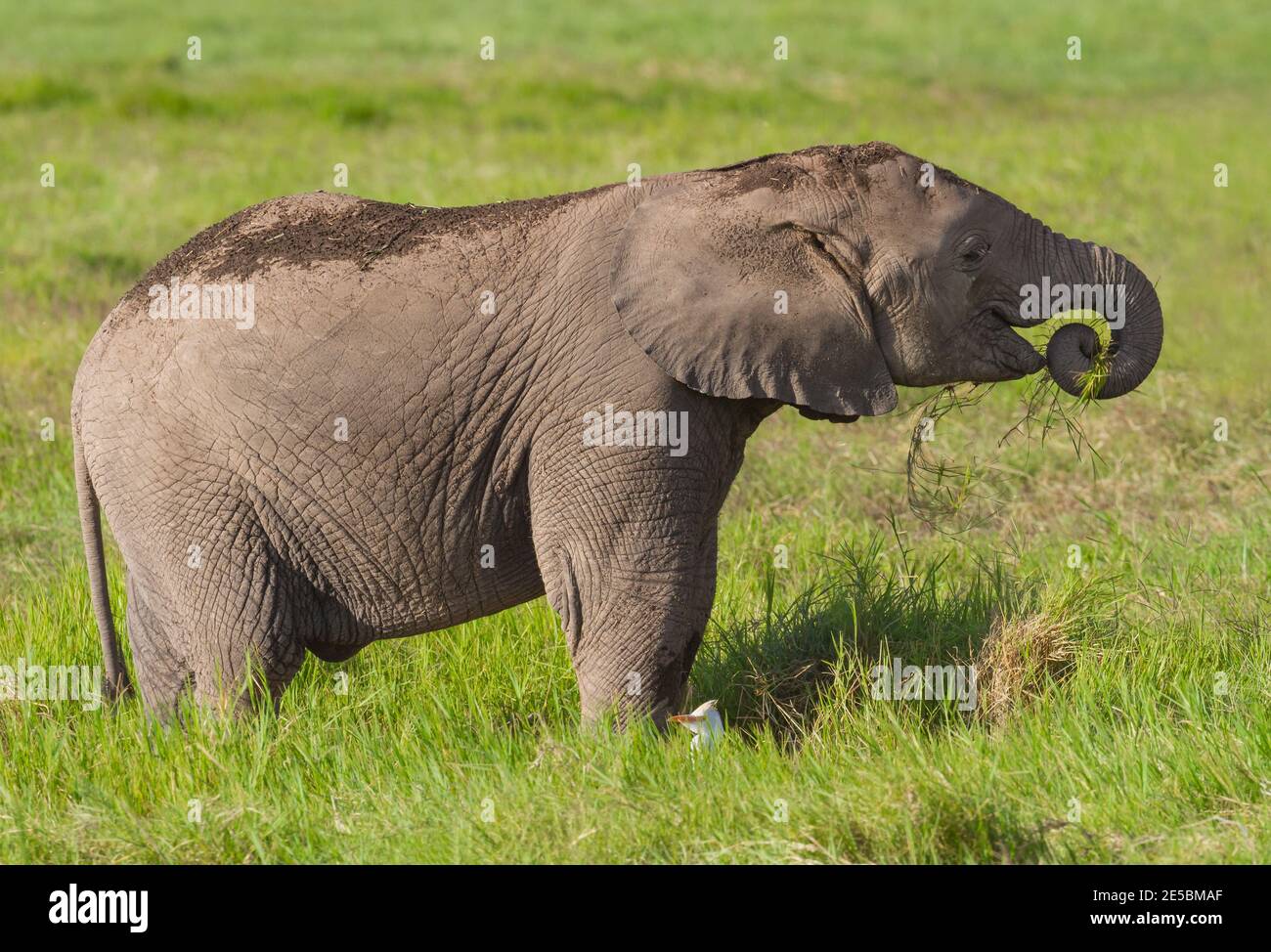 Elephant with curled trunk hi-res stock photography and images - Alamy