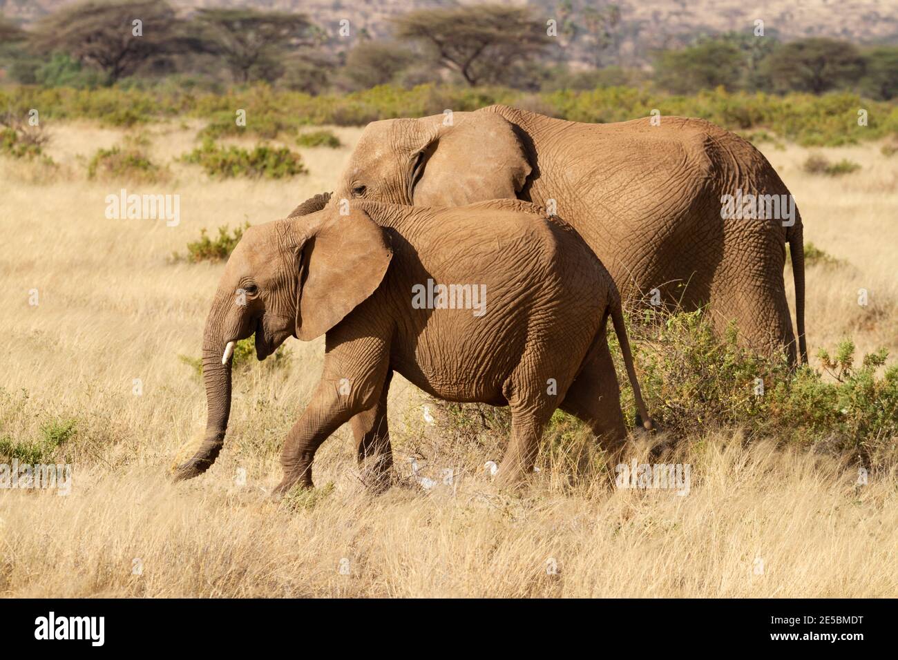Two elephants walk through tall yellow grass of Samburu Reserve, Kenya ...