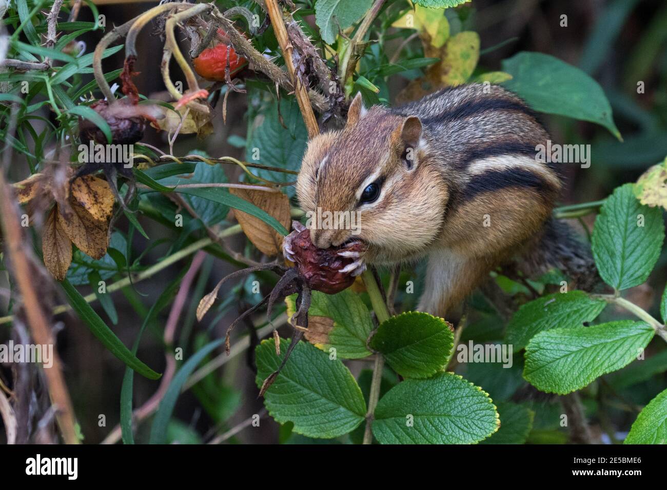 Cheek pouch hi-res stock photography and images - Alamy