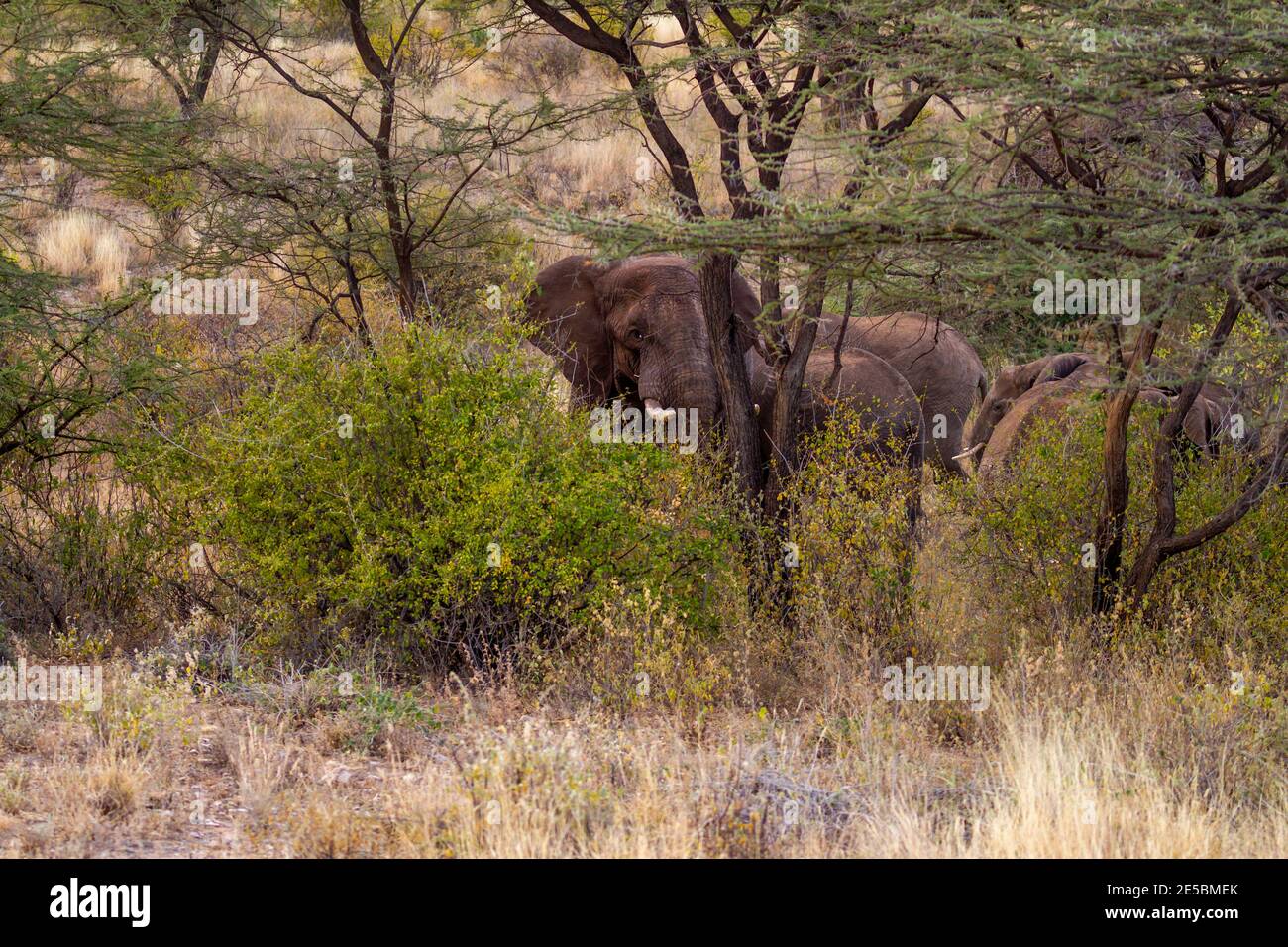 African elephant herd hidden in dense thorn trees and bush. Animals ...