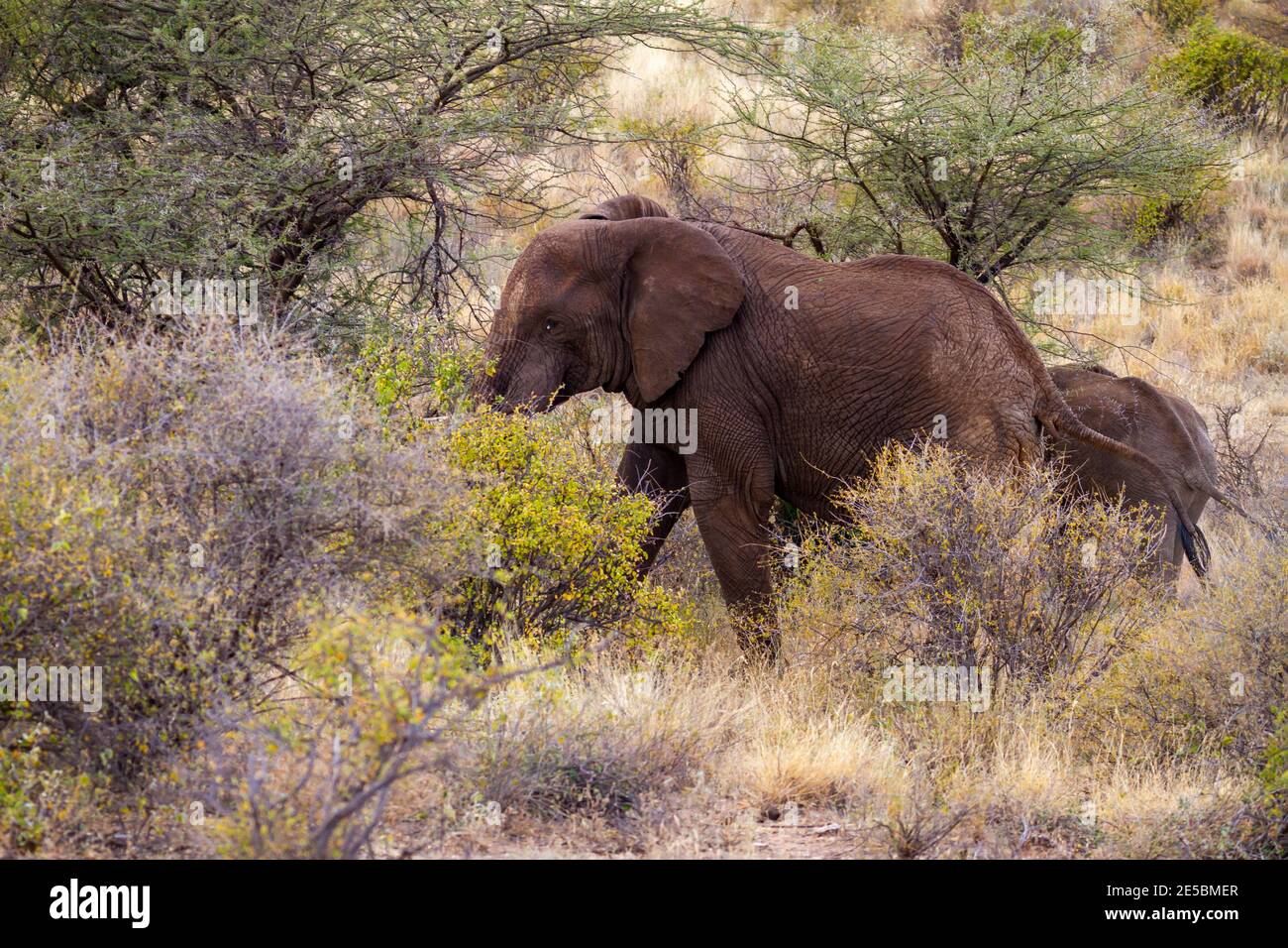 Thorn scrub hi-res stock photography and images - Alamy