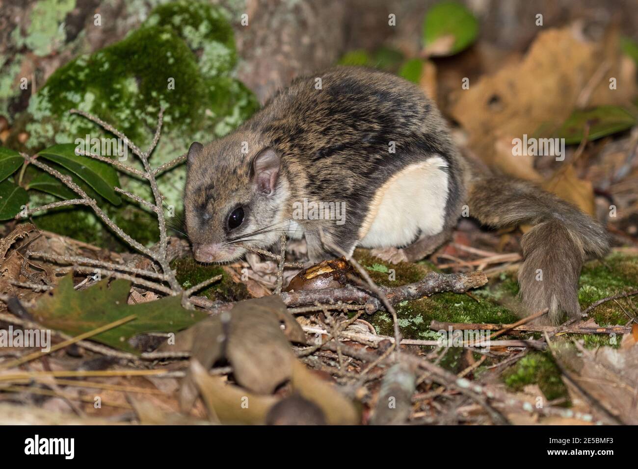 Northern flying squirrel hi-res stock photography and images - Alamy