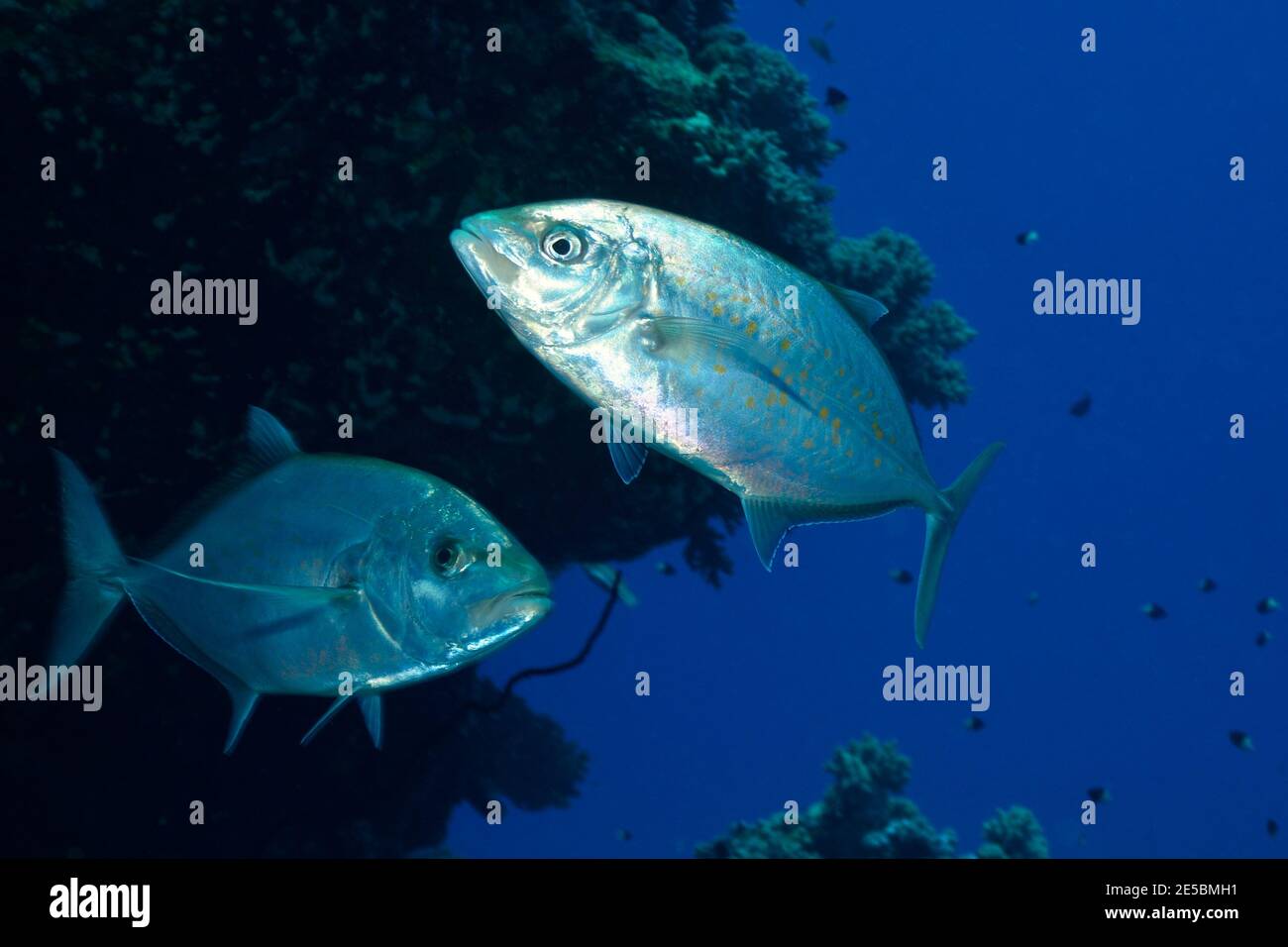 Coraya Beach High Resolution Stock Photography and Images - Alamy