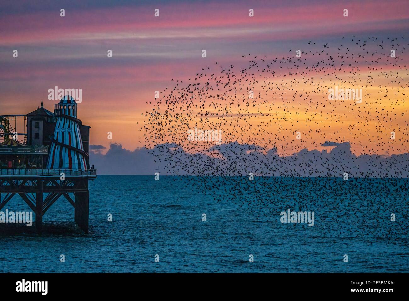 Birds of brighton hi-res stock photography and images - Alamy