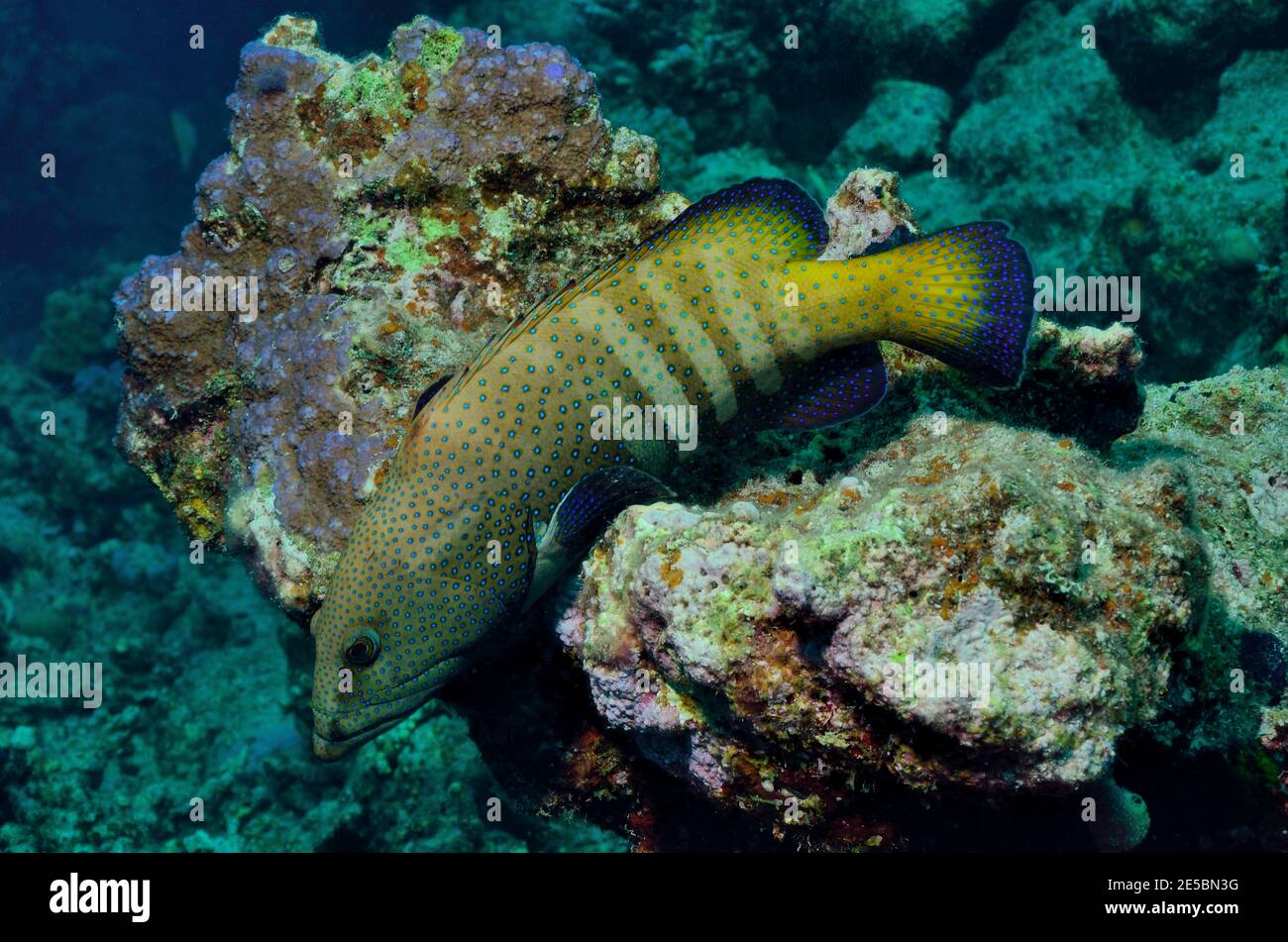 Celestial groupers hi-res stock photography and images - Alamy