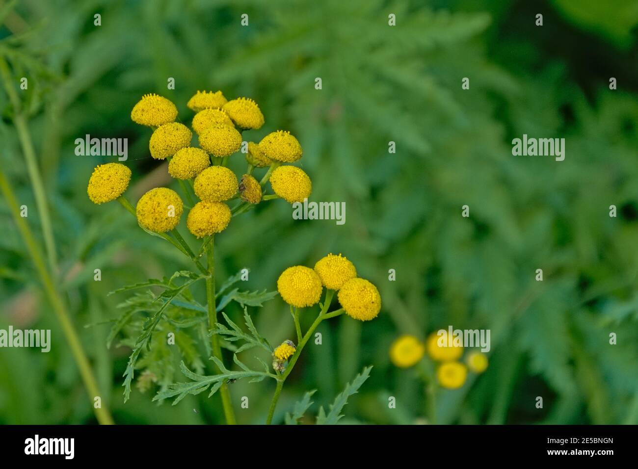 Bright yellow tansy flowers close up - - Tanacetum vulgare Stock Photo ...