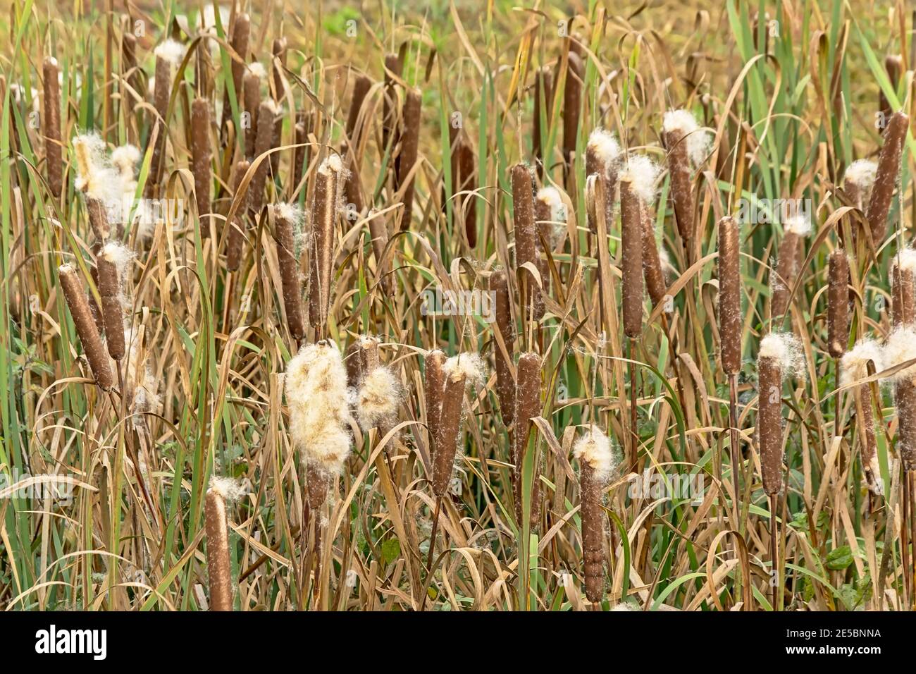 Bullrush flower hi-res stock photography and images - Alamy