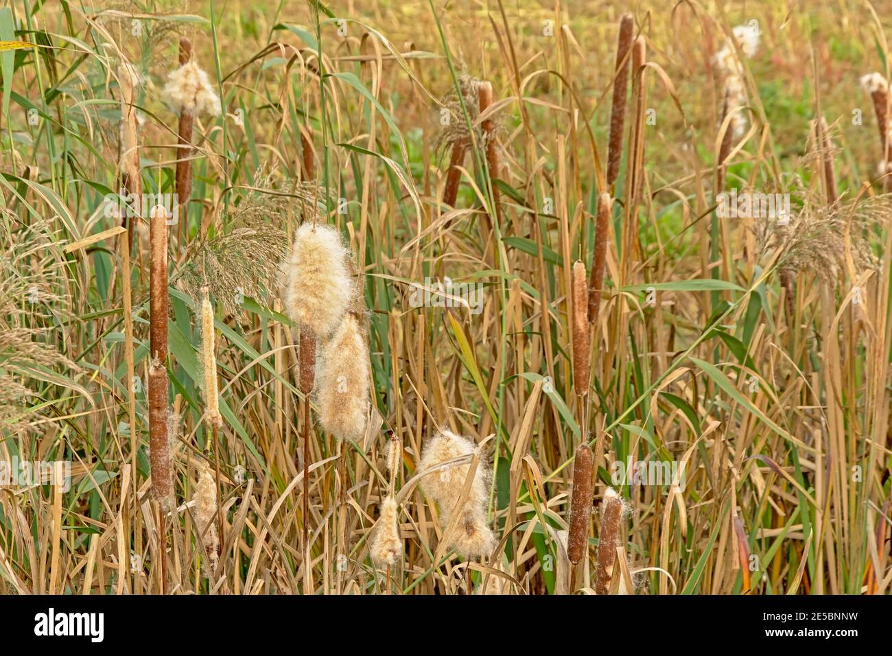Bullrush flower hi-res stock photography and images - Alamy
