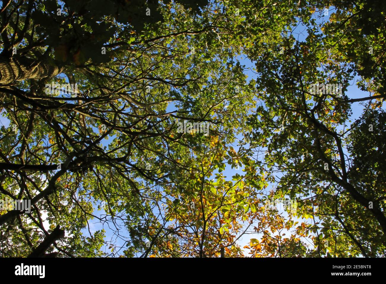 Looking up sky through trees hi-res stock photography and images - Alamy