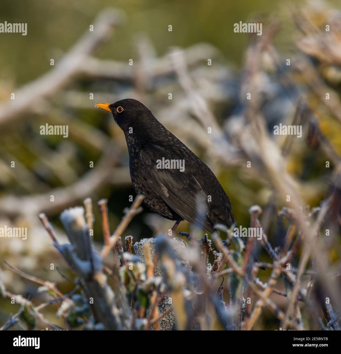 Gavin rowley bird photographer hi-res stock photography and images - Alamy