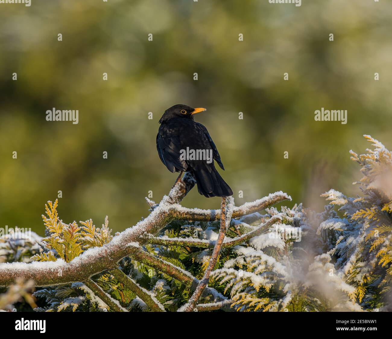 Gavin rowley bird photographer hi-res stock photography and images - Alamy