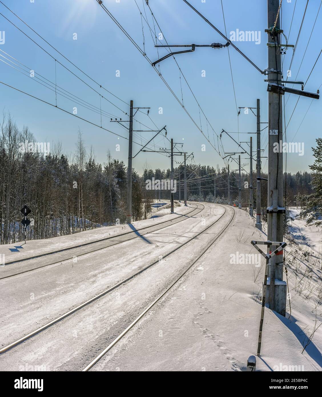 Sunny March day in the pine forest of the Leningrad region Stock Photo ...