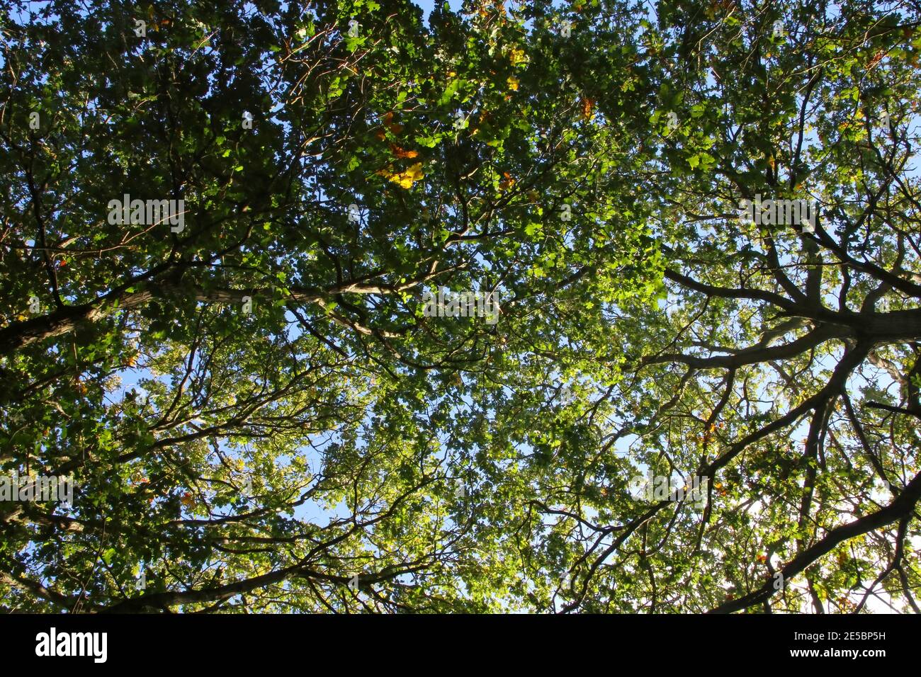 Looking up from a low angle to the sun and blue sky through the tree ...