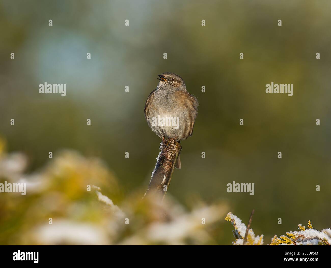 Dunnock captured in perfect light hi-res stock photography and images ...
