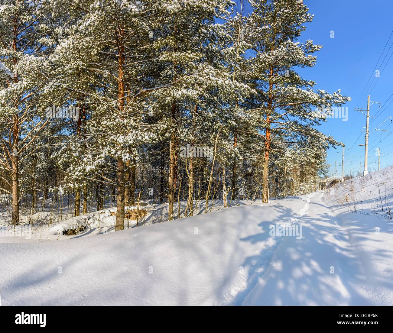 Sunny March day in the pine forest of the Leningrad region Stock Photo ...