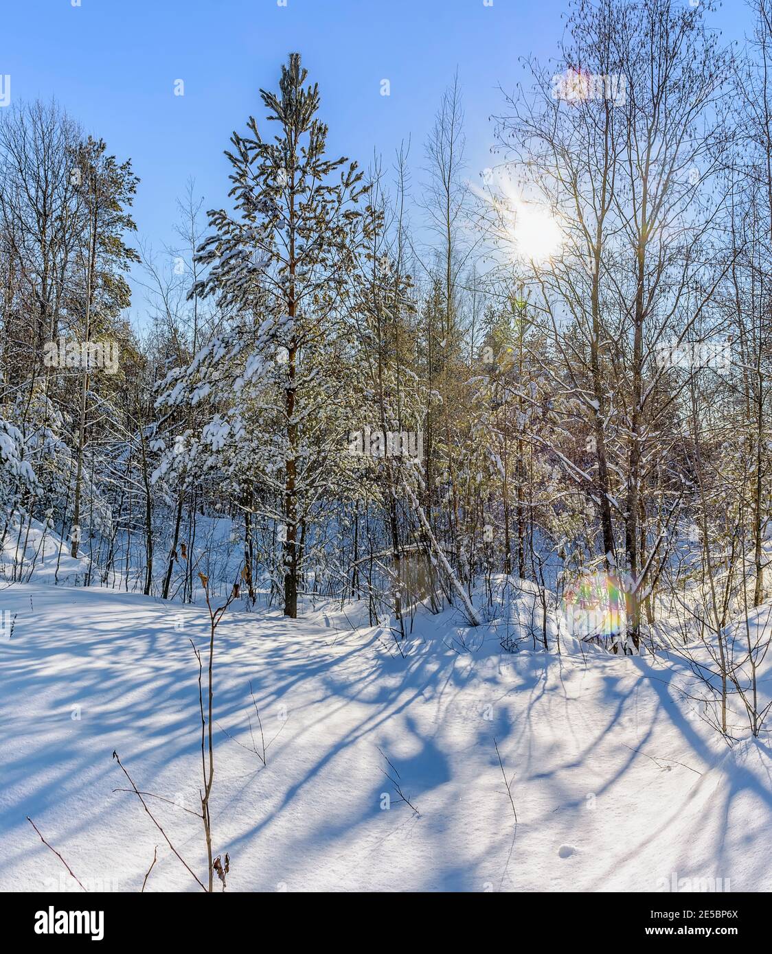 Sunny March day in the pine forest of the Leningrad region Stock Photo ...