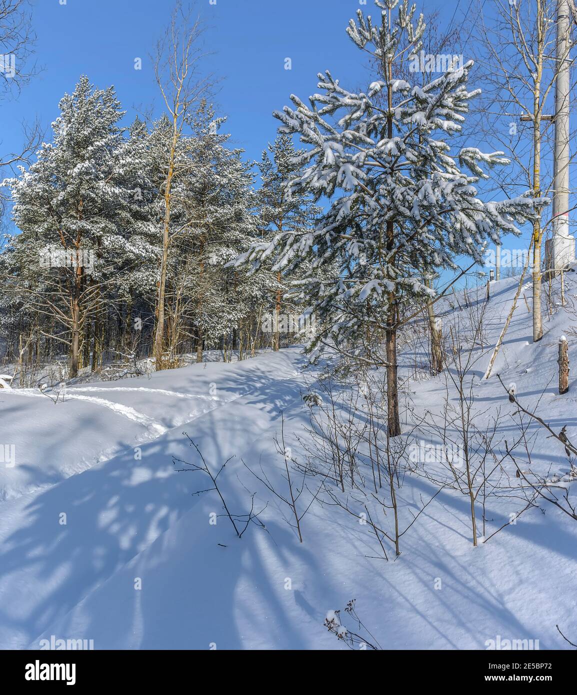 Sunny March day in the pine forest of the Leningrad region Stock Photo ...