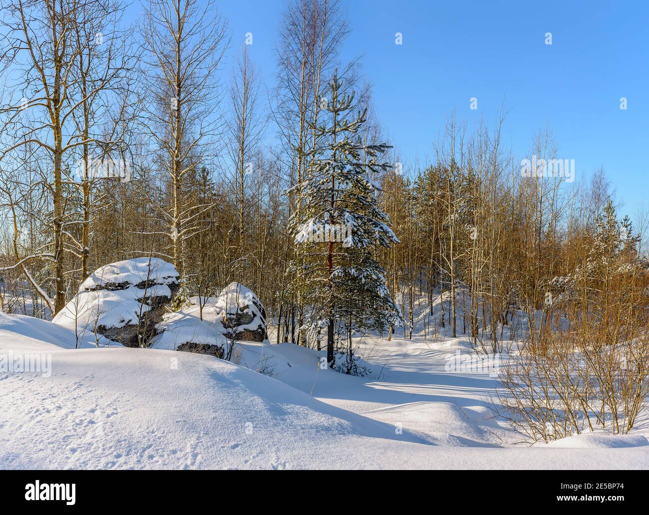 Sunny March day in the pine forest of the Leningrad region Stock Photo ...