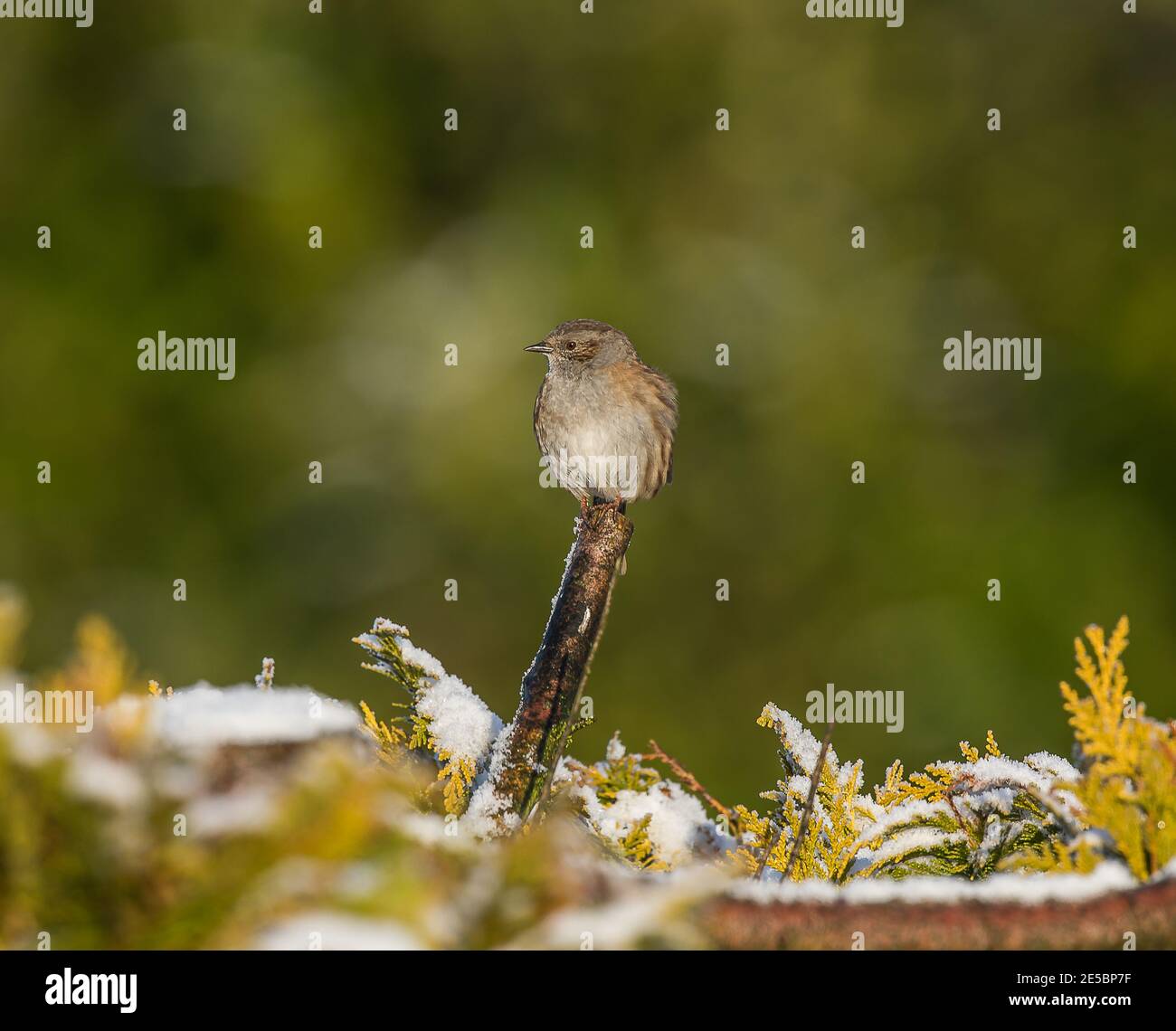 Dunnock captured in perfect light hi-res stock photography and images ...