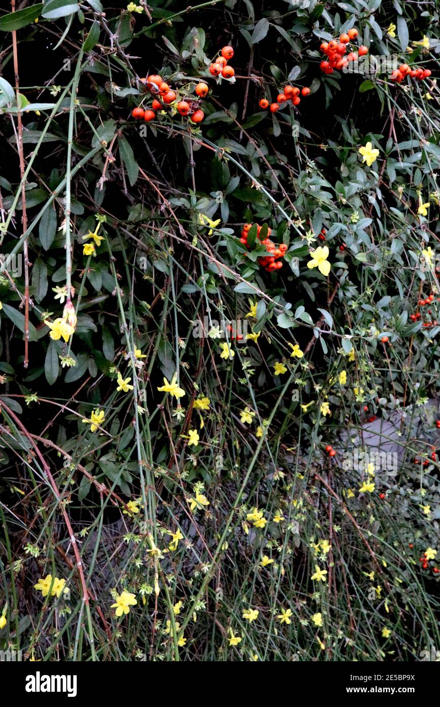 Jasminum nudiflorum winter jasmine - small yellow flowers on bare ...