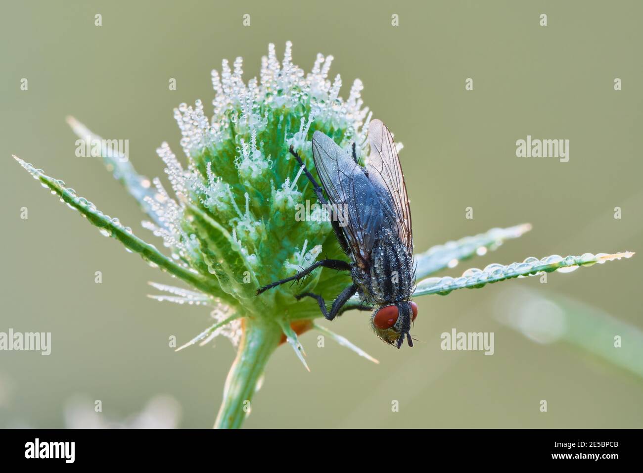 Common flesh fly sitting on a thistle flower at dawn. With droplets of ...