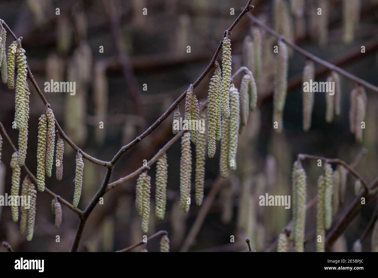 Male catkins on hazel tree hi-res stock photography and images - Alamy