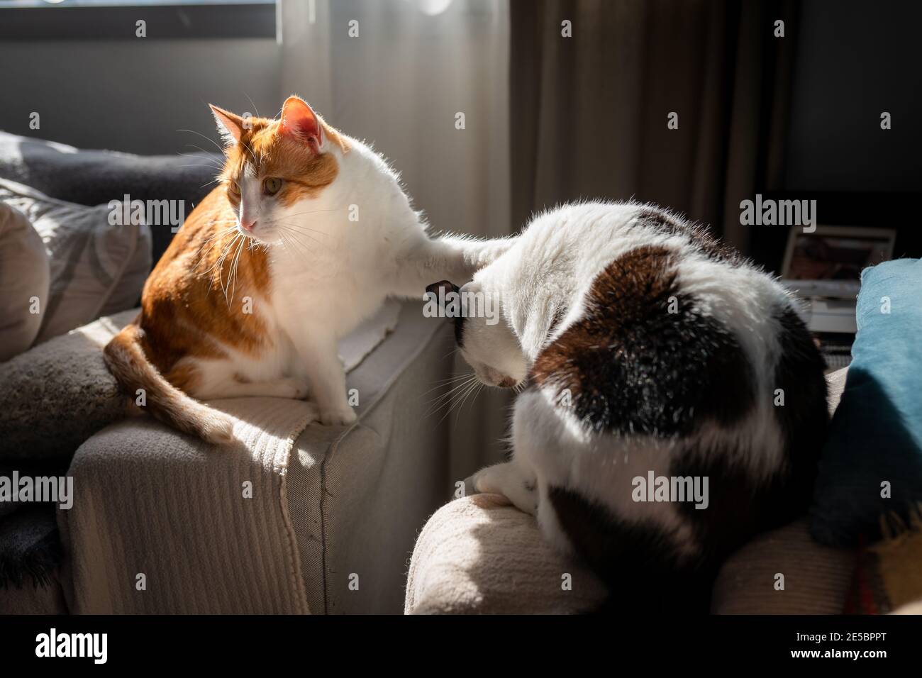 two domestic cats play together on the sofa under the window Stock ...