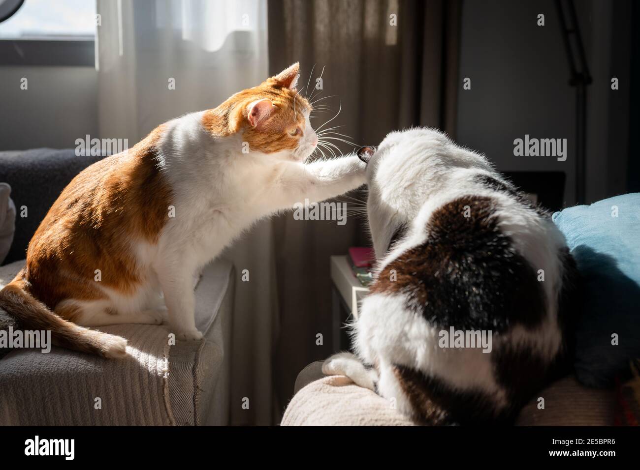 two domestic cats play together on the sofa under the window Stock ...