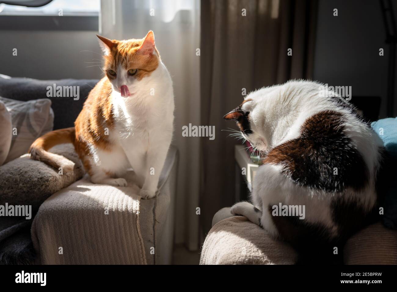 two domestic cats play together on the sofa under the window Stock ...