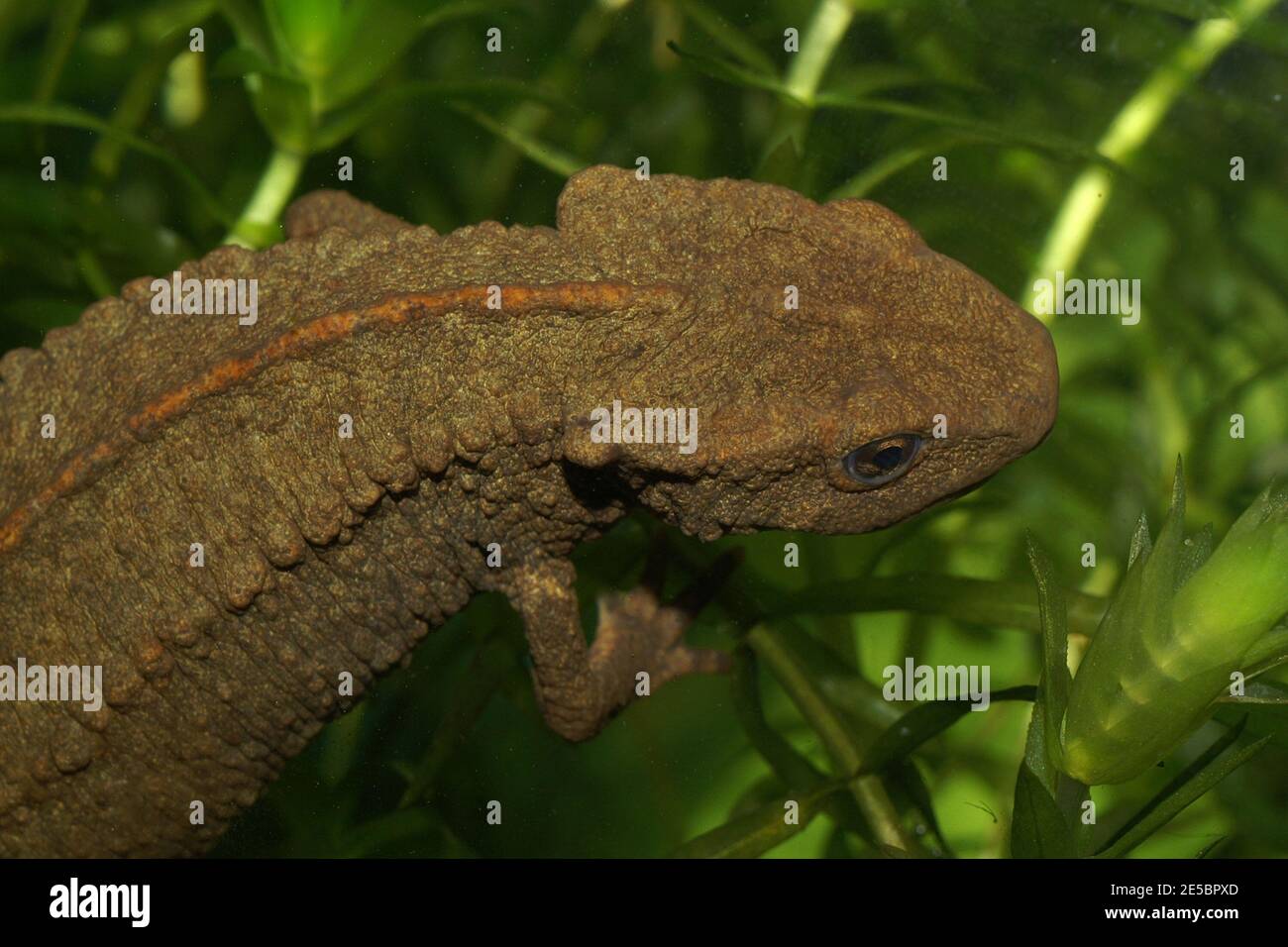 Close up of the Hong kong warty newt, Paramesotriton hongkongensis ...