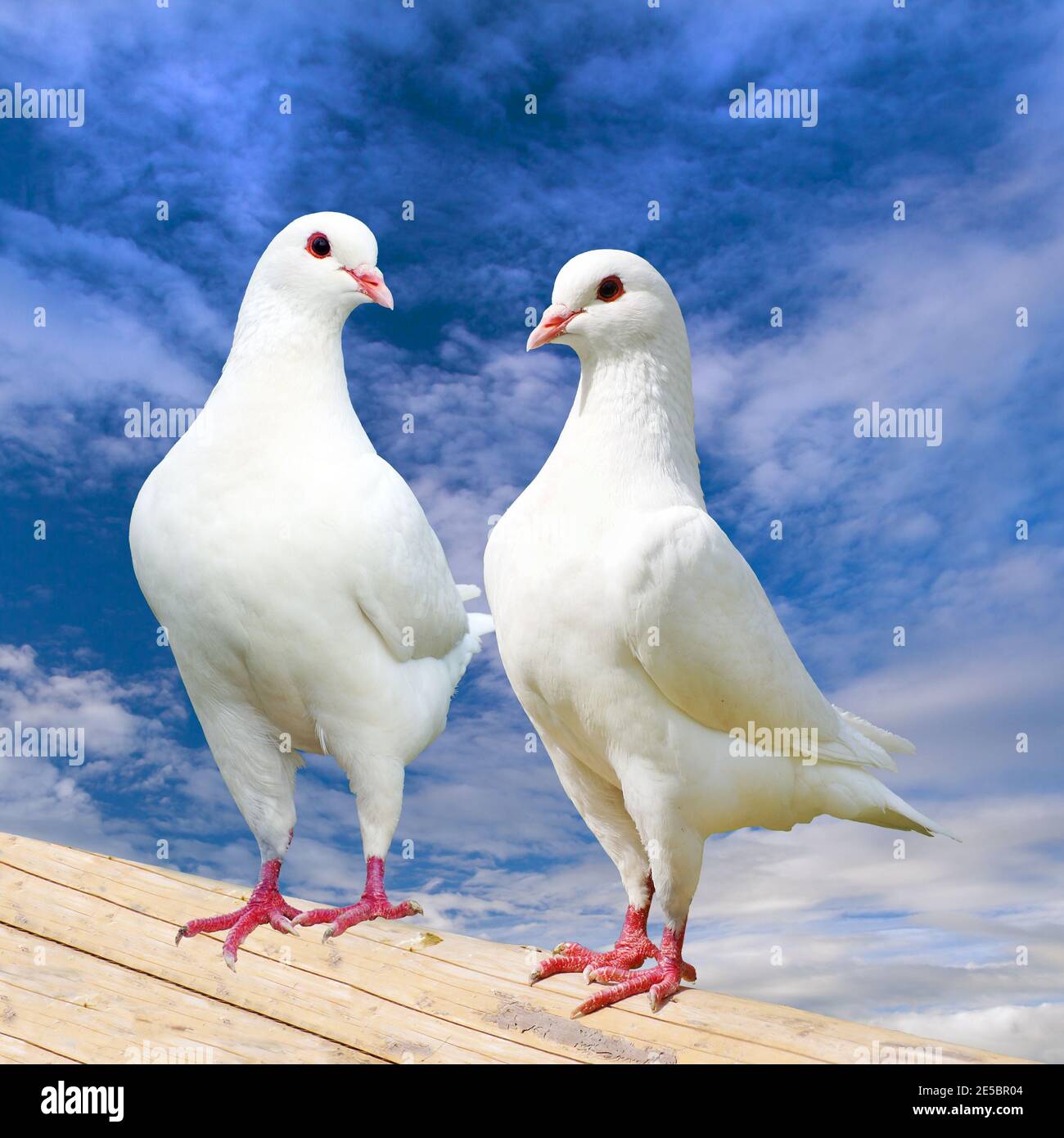 Two white pigeon on perch with beautiful sky, imperial pigeon, ducula ...