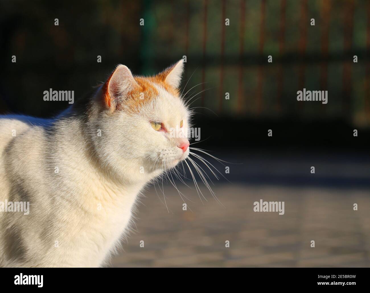 Photo of a beautiful white cat illuminated by the sun in the park ...