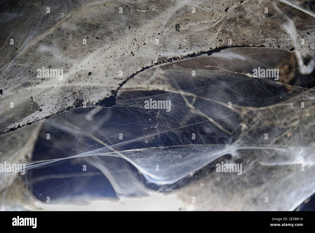 Abstract spider webs, back light Stock Photo - Alamy