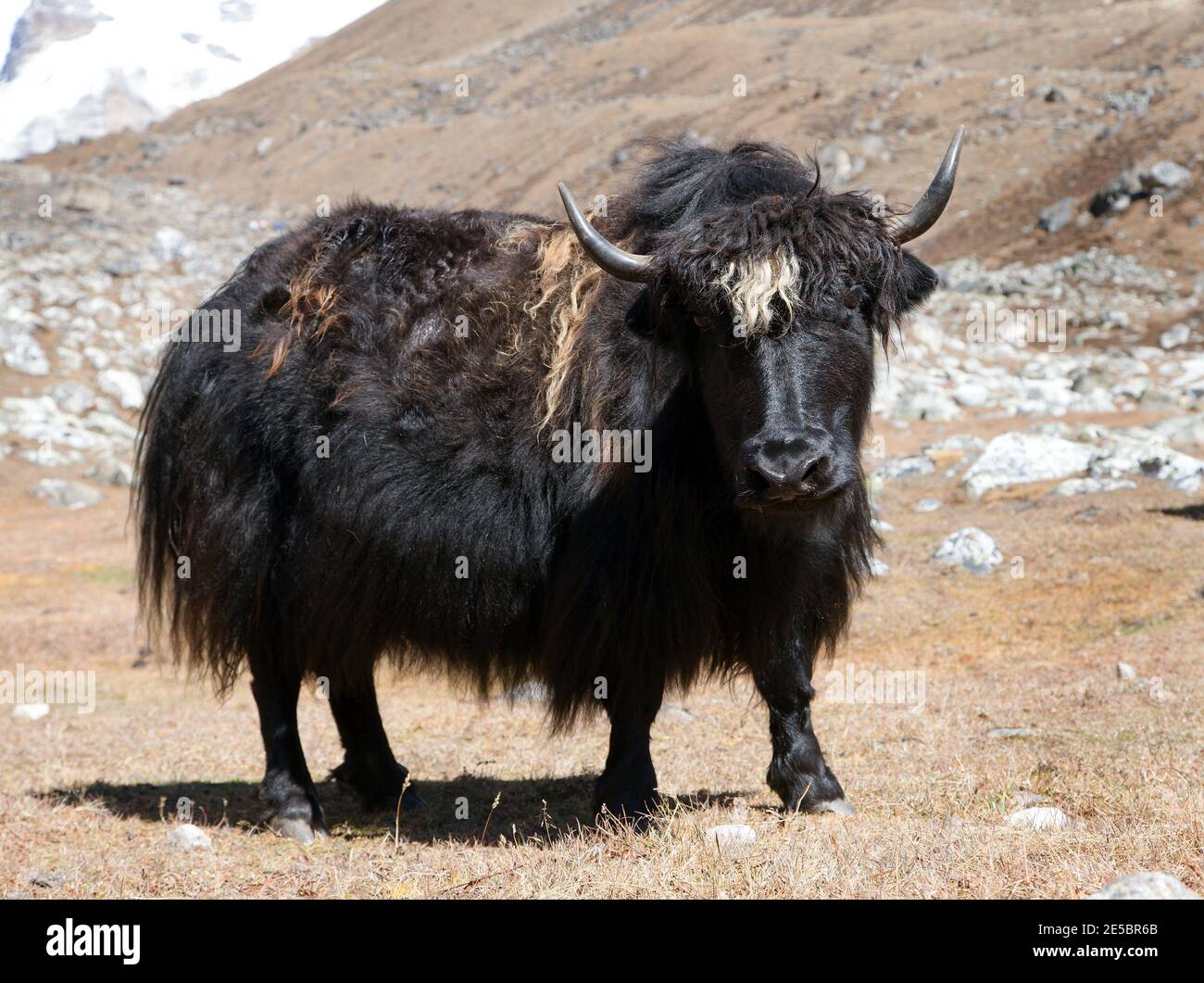 Black yak on the way to Everest base camp - Nepal Himalayas Stock Photo ...