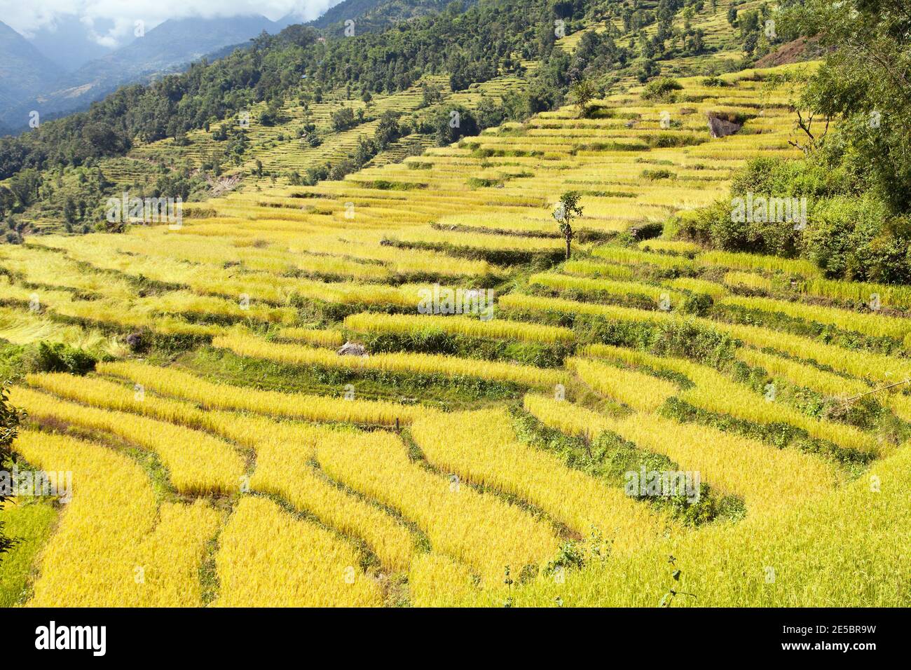 golden terraced rice or paddy fields in Nepal Himalayas mountains Stock ...