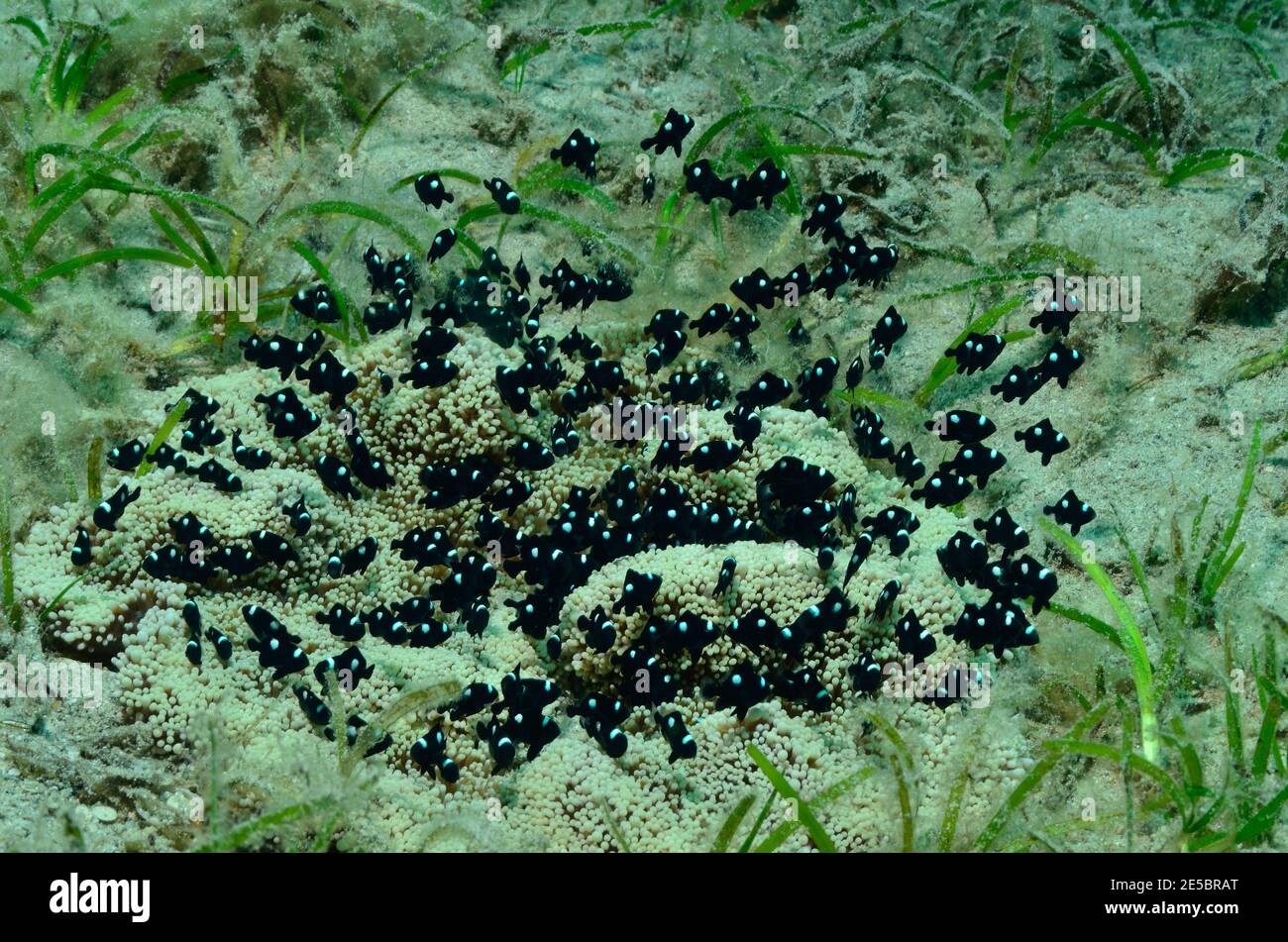 Coraya Beach, Rotes Meer, Ägypten, Red Sea, Egypt Stock Photo - Alamy