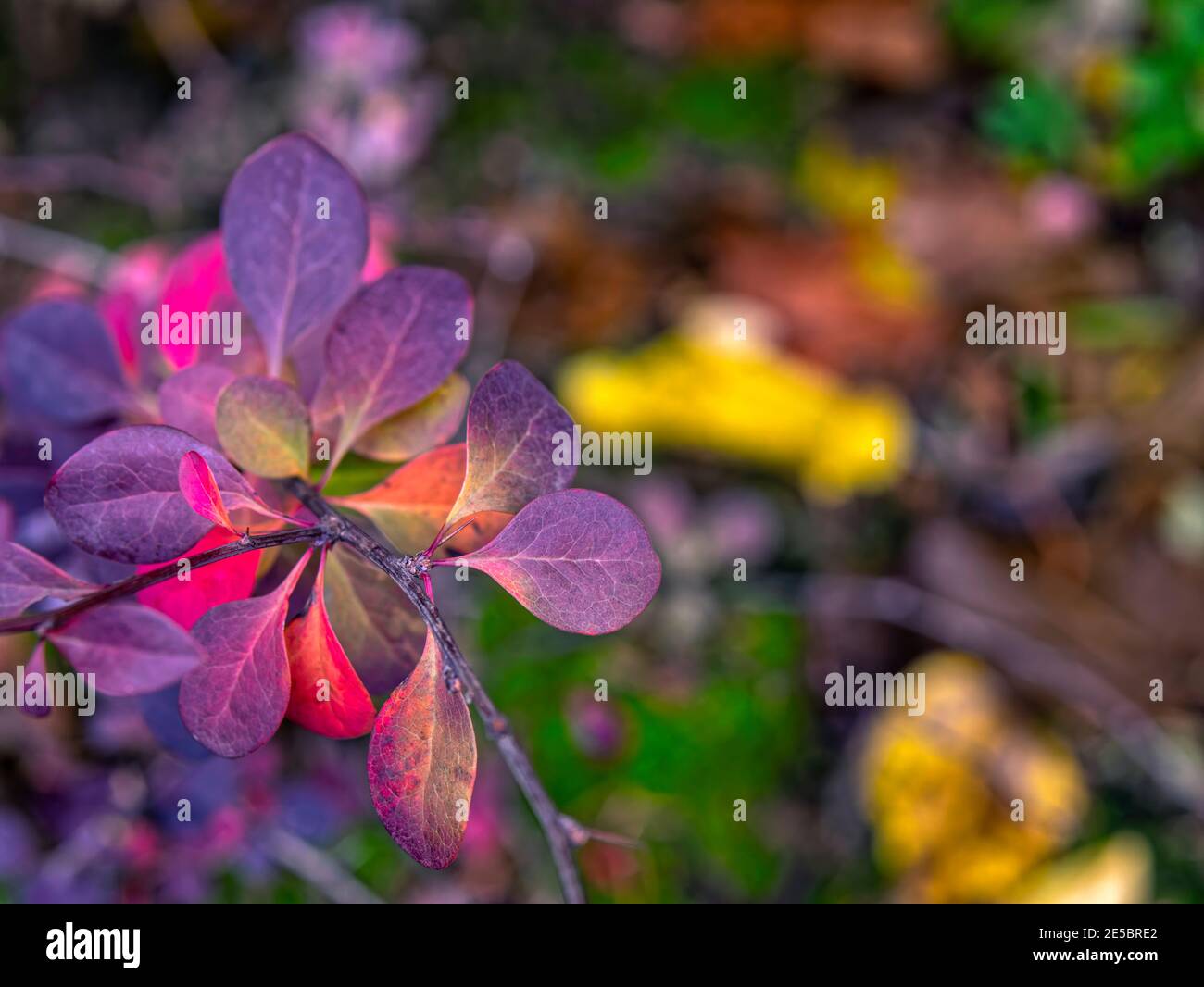 The Talented Painter. Nature painted an abstract work using a wonderful ...