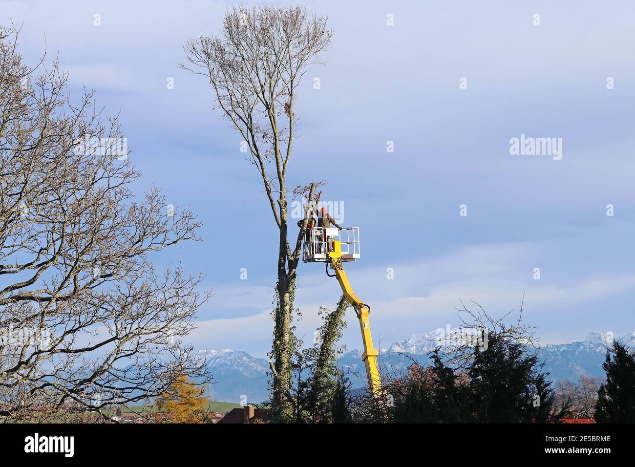 Tree felling with a crane. Two men fell a tall tree with the help of a ...