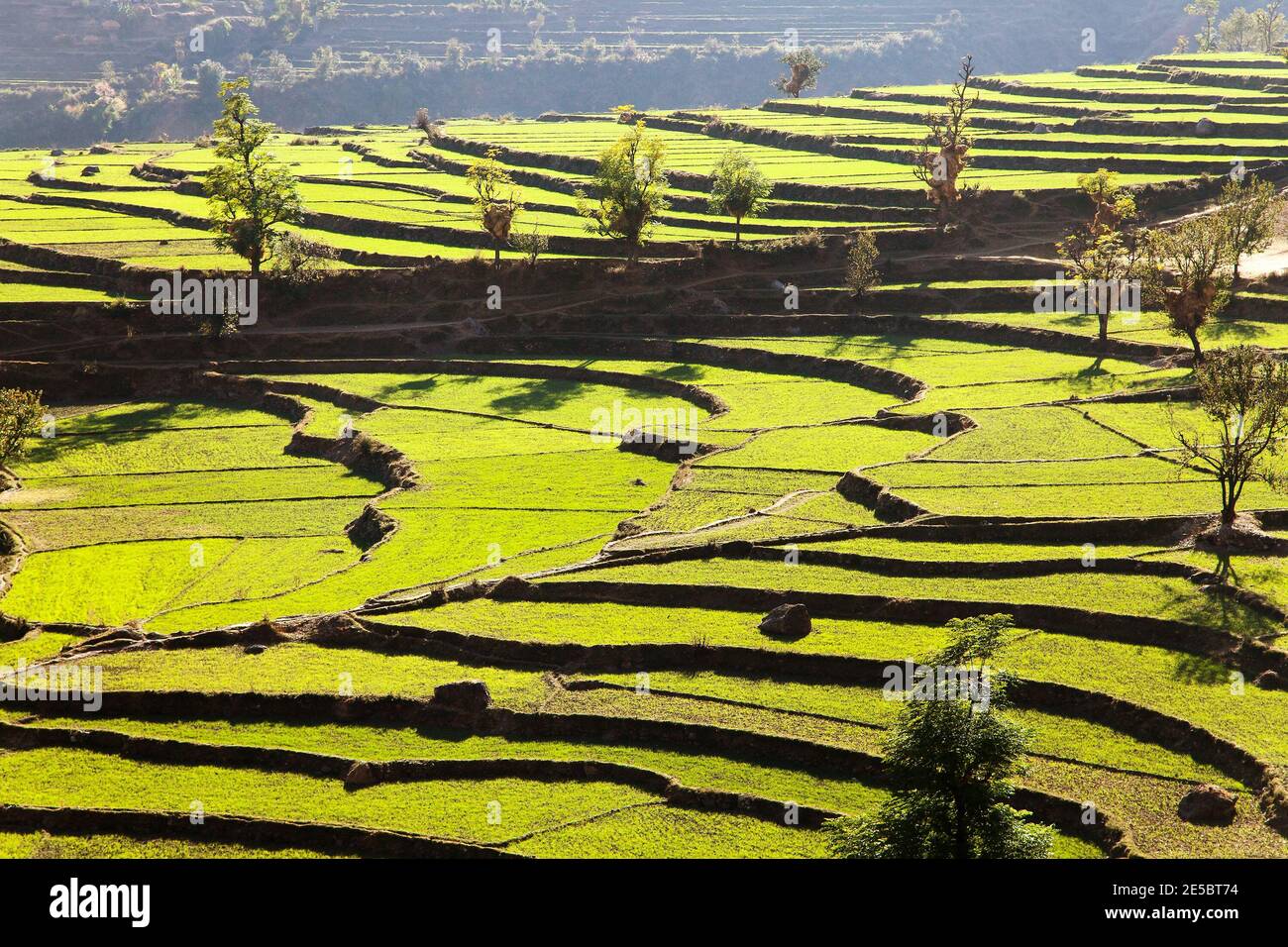 Terraced field hi-res stock photography and images - Alamy