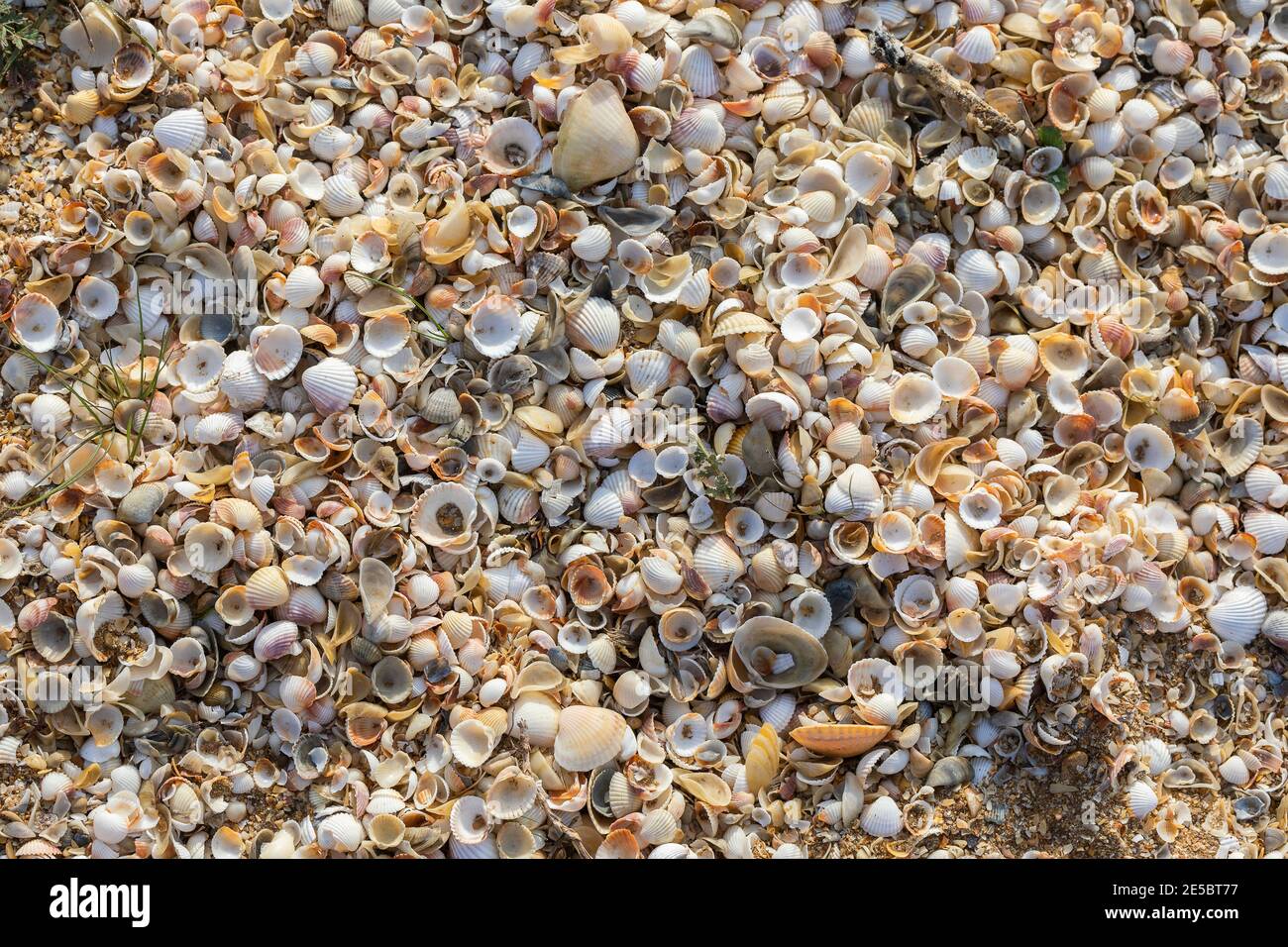 Small seashells on the beach coast Stock Photo - Alamy