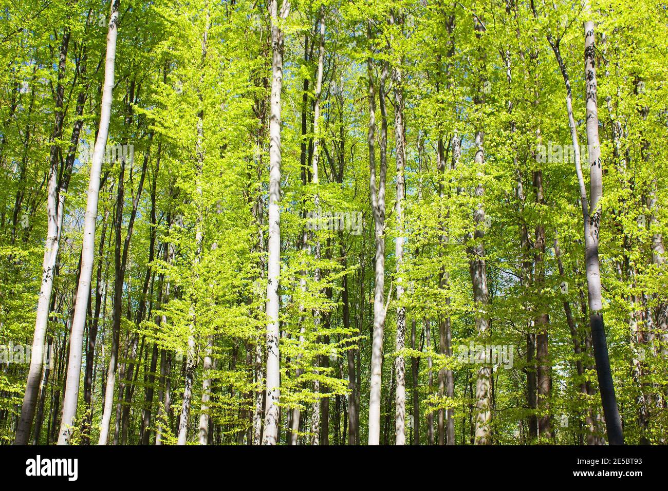 Beech wood spring hi-res stock photography and images - Alamy
