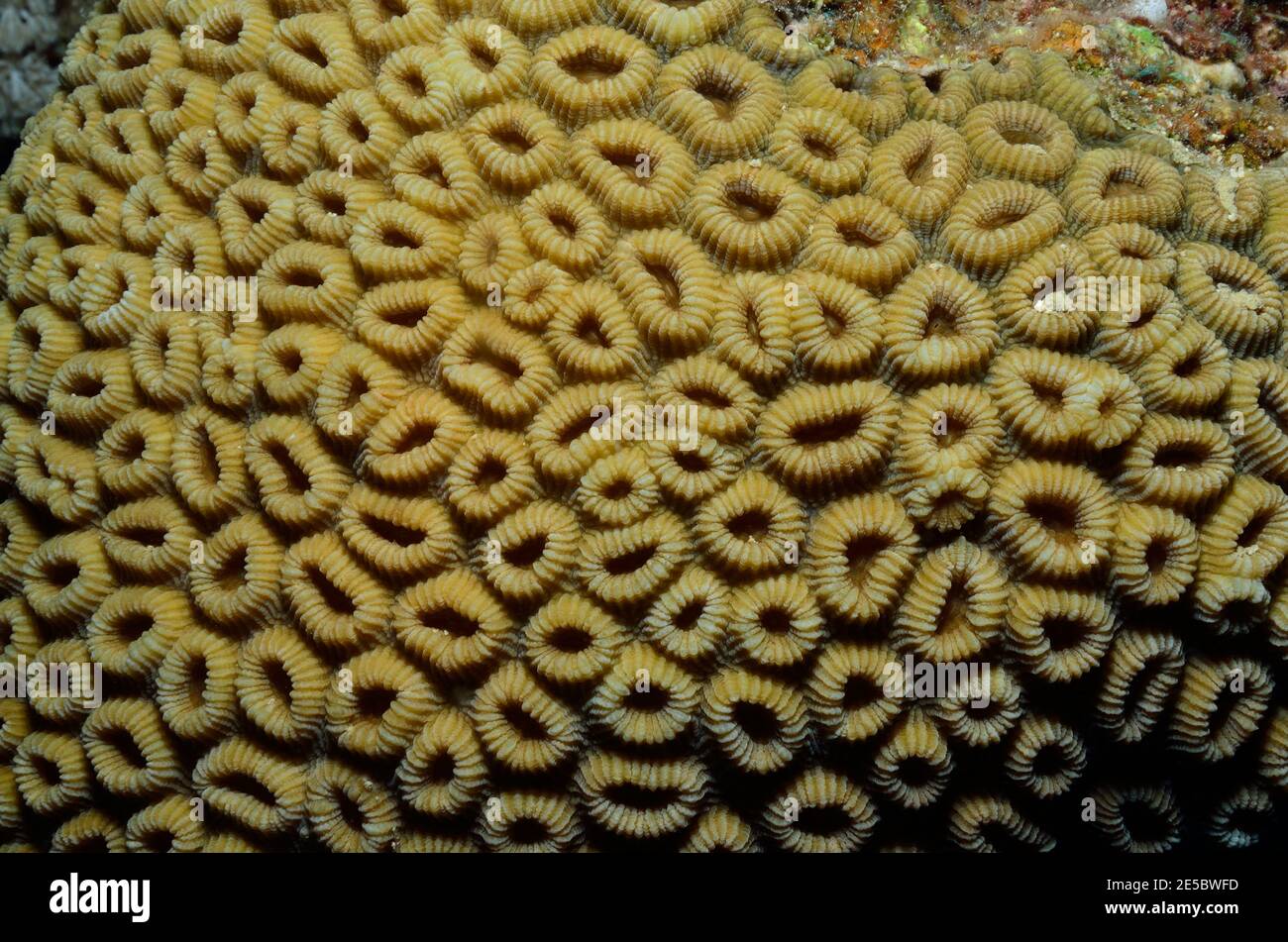 Coraya Beach, Rotes Meer, Ägypten, Red Sea, Egypt Stock Photo - Alamy