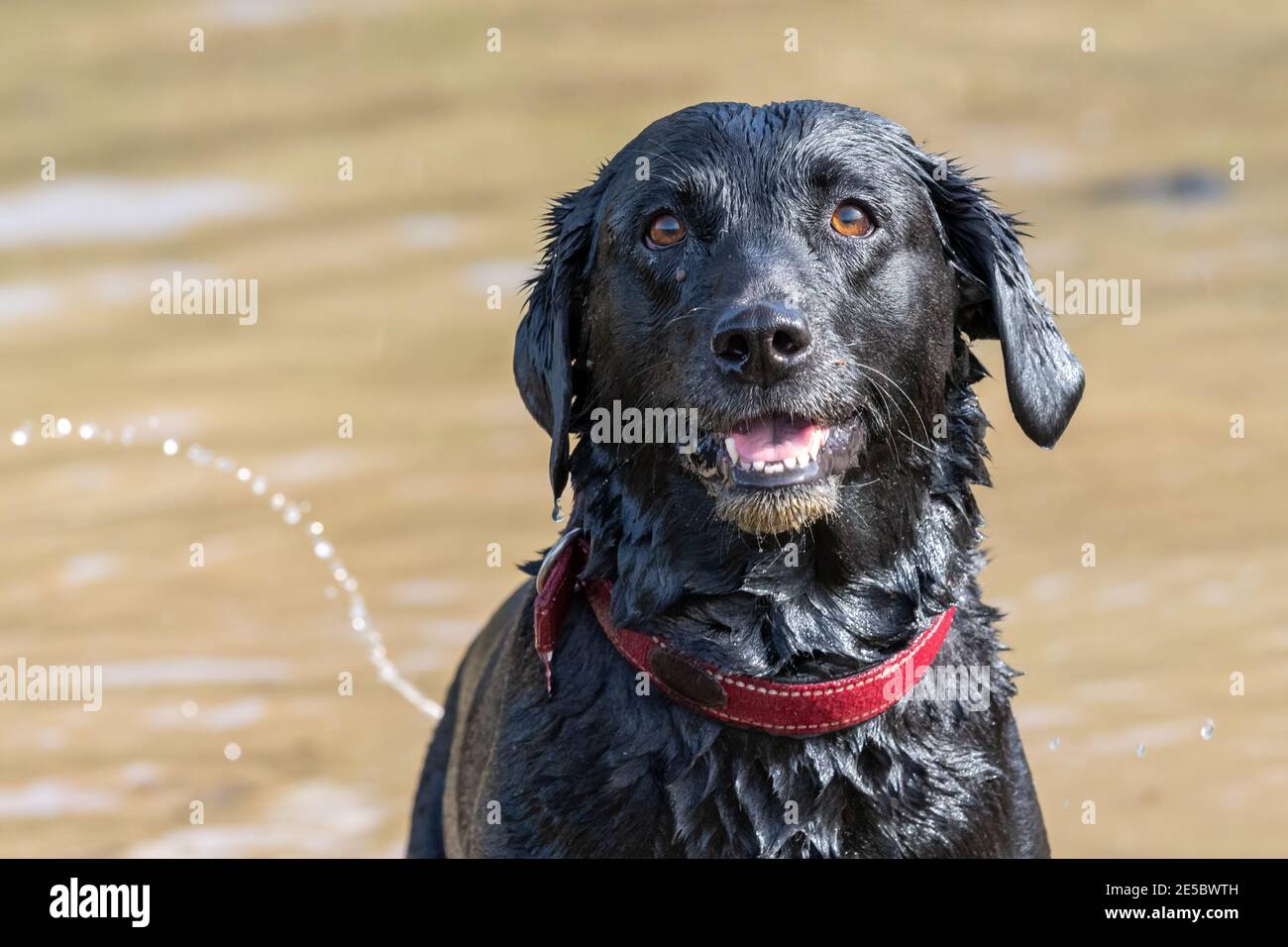 Closeup wet black labrador retriever hi-res stock photography and ...