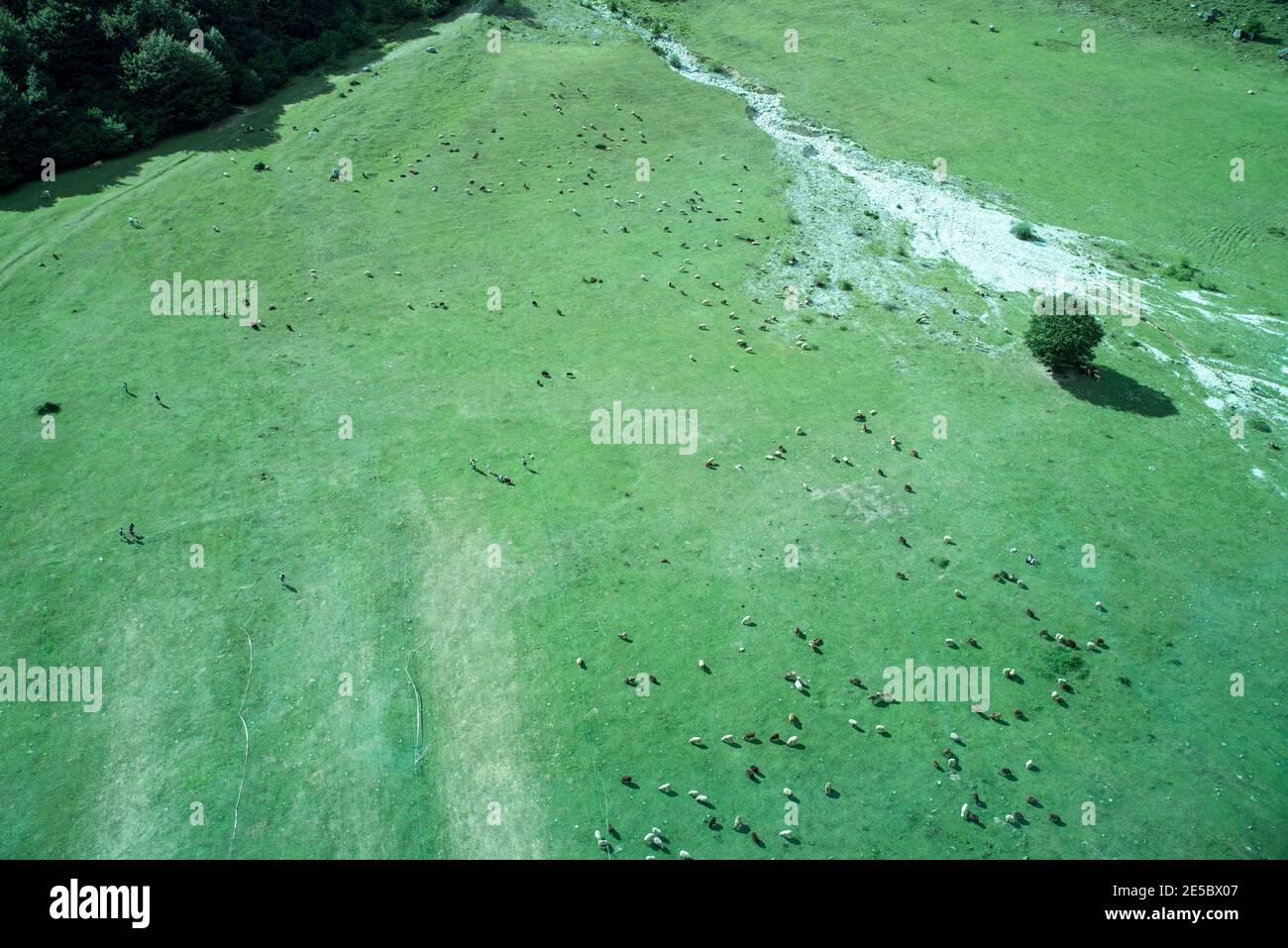 Flock of sheep in bird's eye view Stock Photo - Alamy