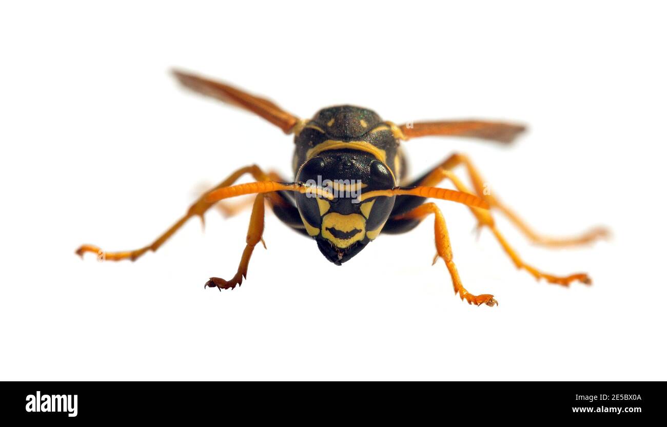 European wasp German wasp or German yellowjacket isolateed on white ...
