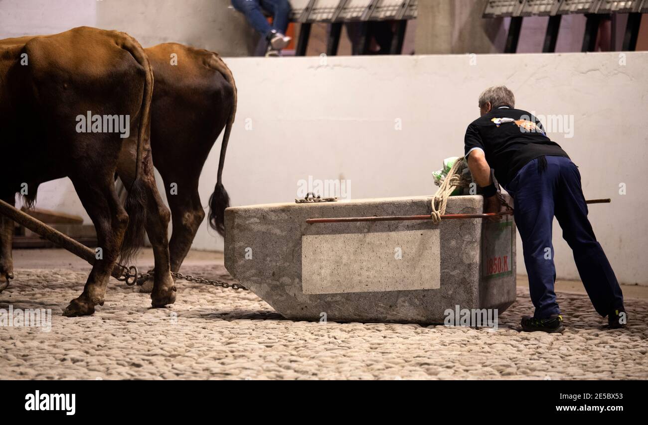 oxen dragging stone Stock Photo - Alamy