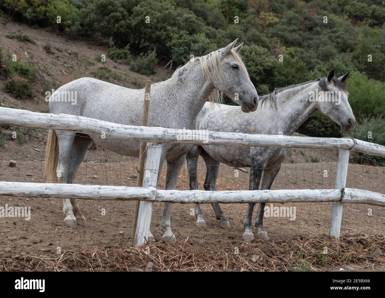 Pretty horses behind fence hi-res stock photography and images - Alamy