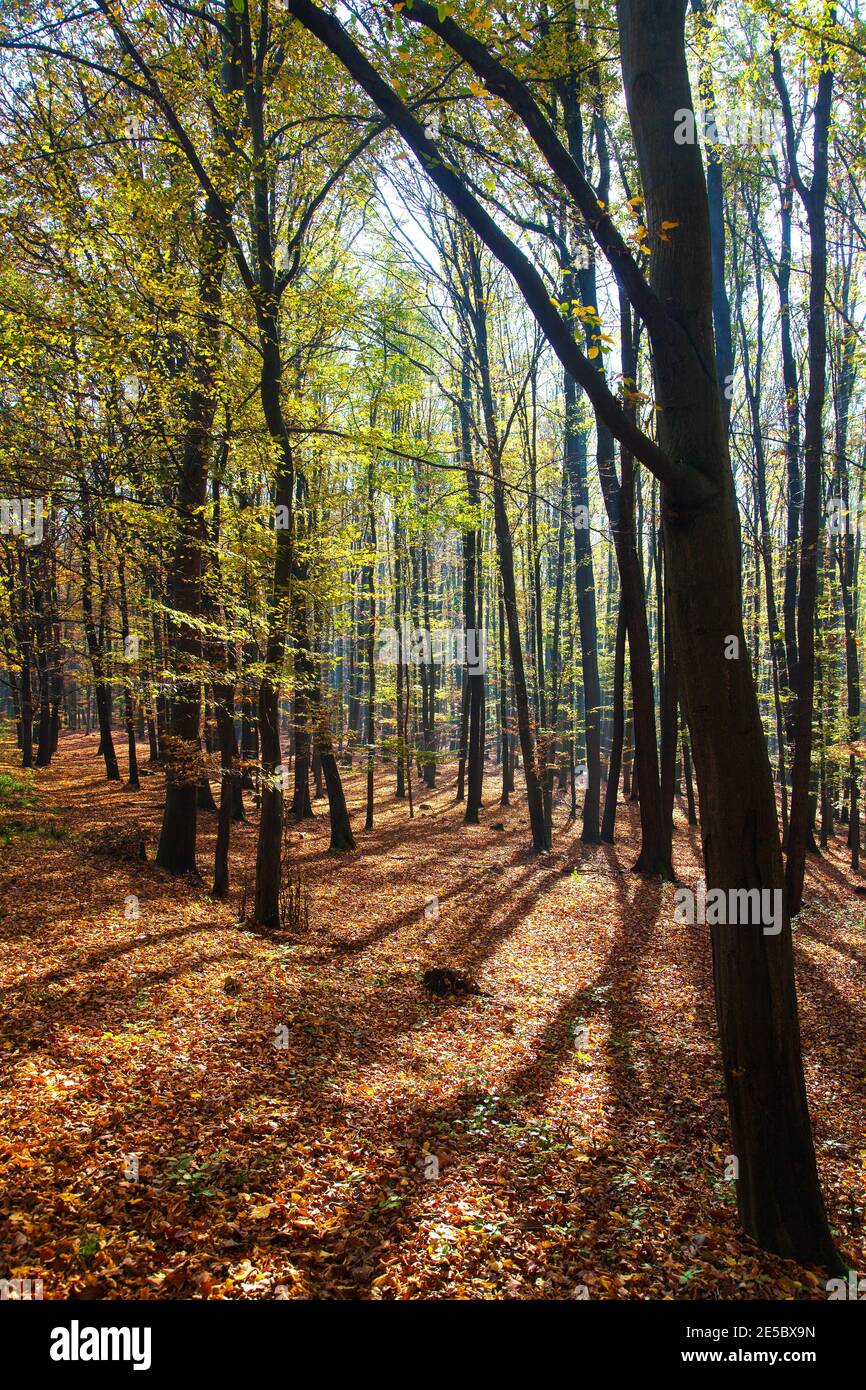 Wood woodland forest hi-res stock photography and images - Alamy